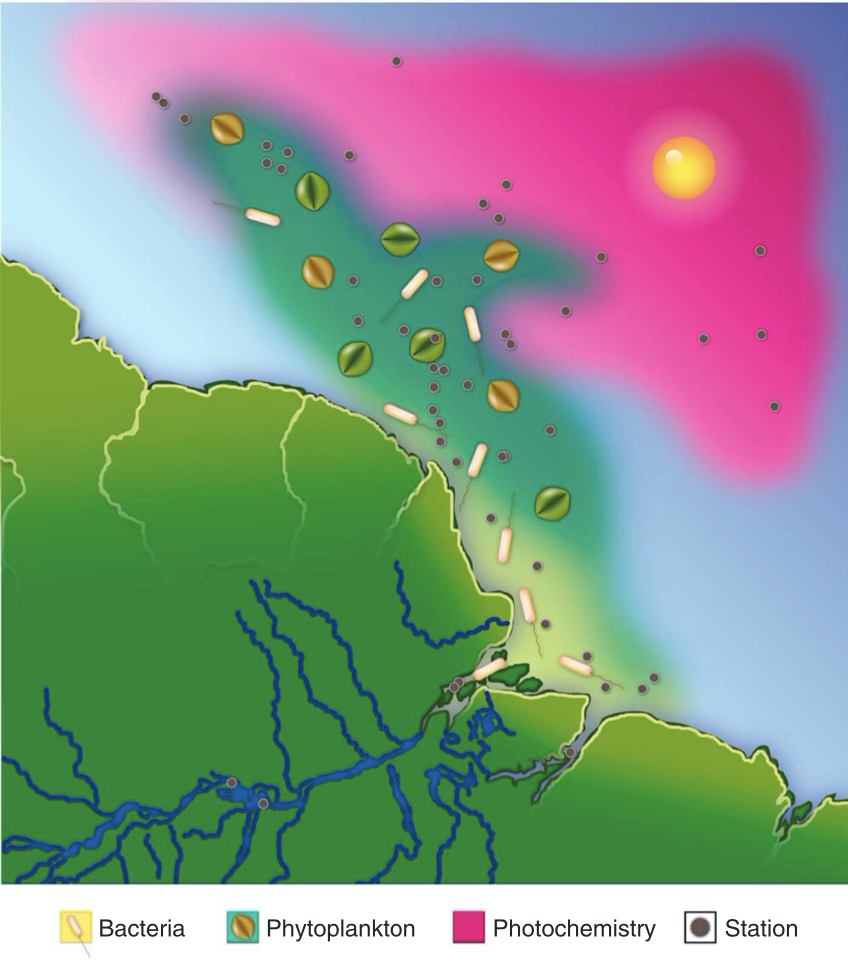 Fate of Amazon River dissolved organic matter in the Tropical Atlantic ...