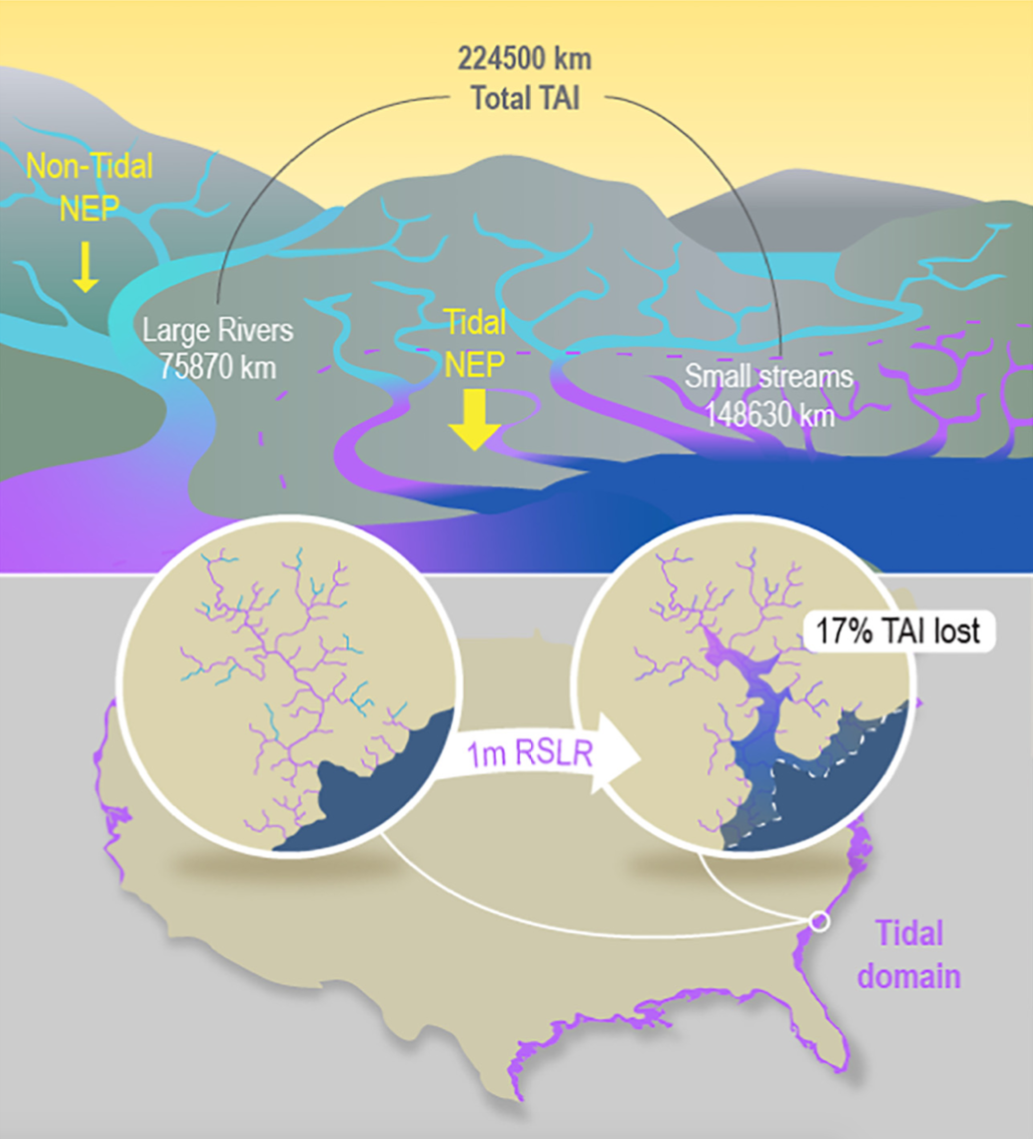 Small streams dominate US tidal reaches and will be disproportionately ...