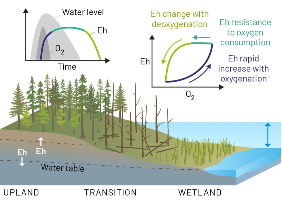 Short-term groundwater level fluctuations drive subsurface redox ...
