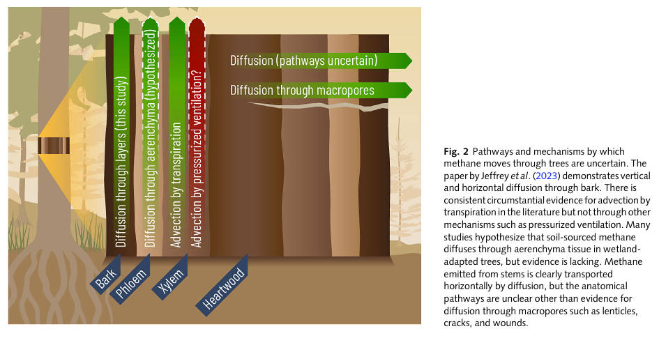 Researchers barking up (the right) tree find new mechanisms controlling ...